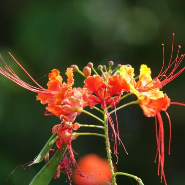 Embrace the Passionate Charm of Stunning Crimson Flowers