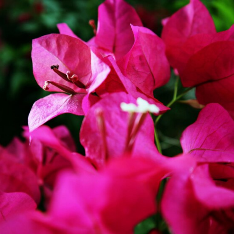 Embrace the Passionate Charm of Stunning Crimson Flowers