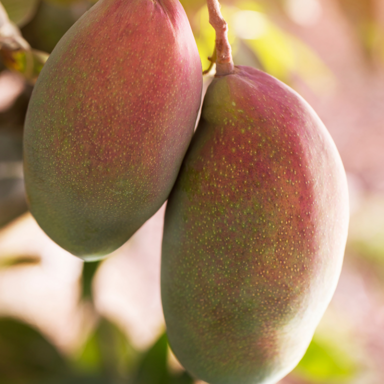 Insights Into Types Of Mango Plants And Their Unique Flavors