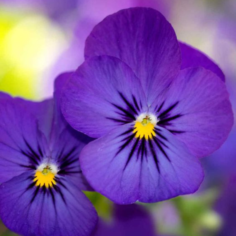 Russian Floral Splendor: Dive into the Rich Tapestry of Flowers