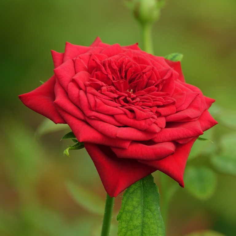 Chinese Florals: Journey Through the Rich Tradition of Flowers