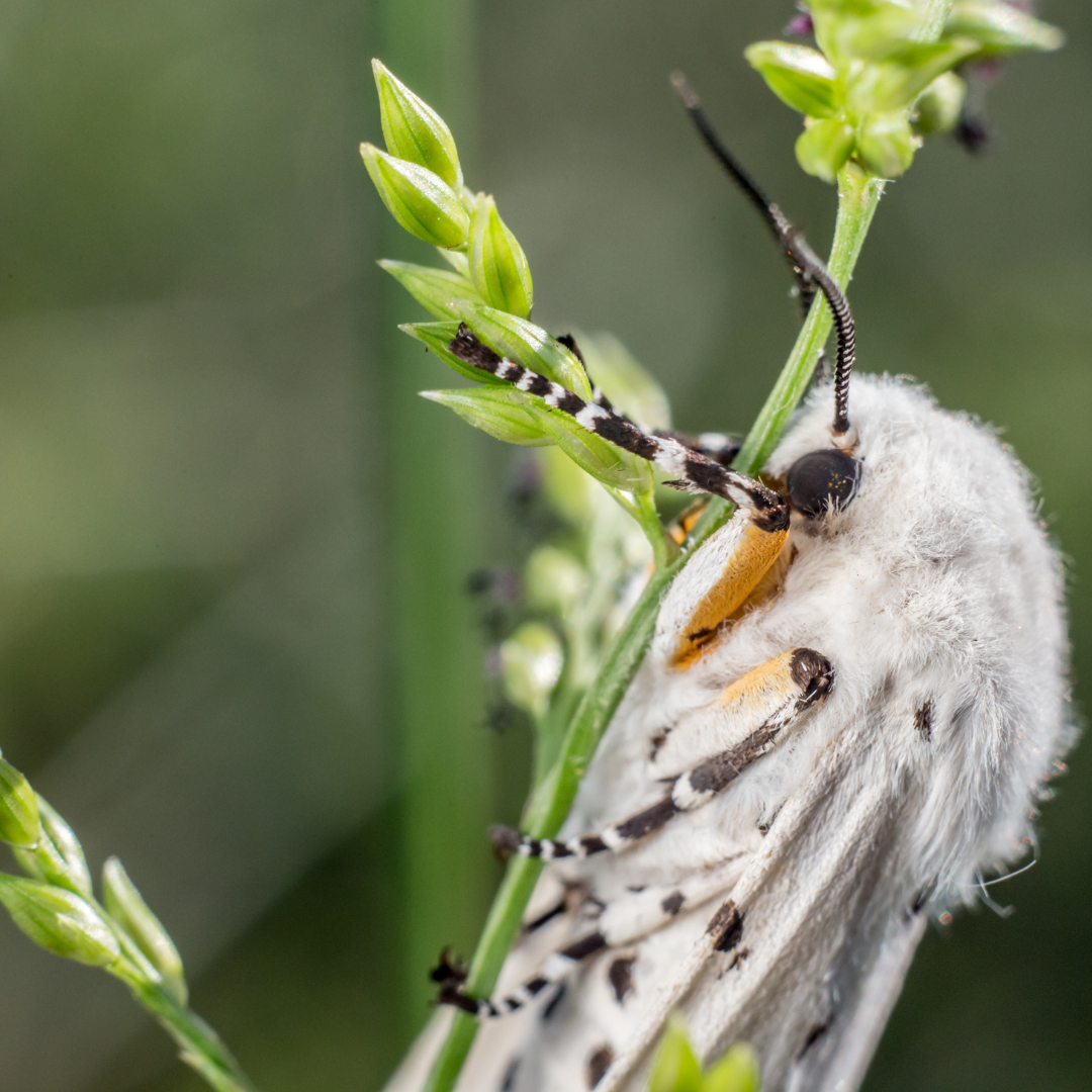 White Caterpillars: Identification, Prevention, and Control Tips