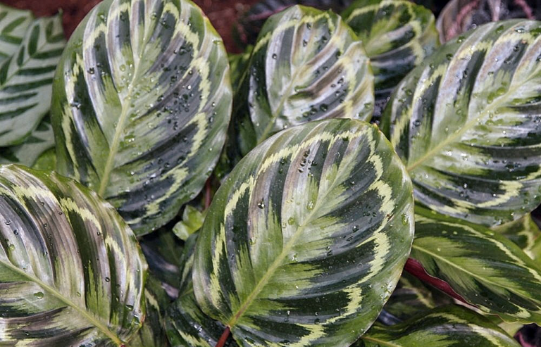 Why Calathea Leaves Curl: Common Causes and Solutions