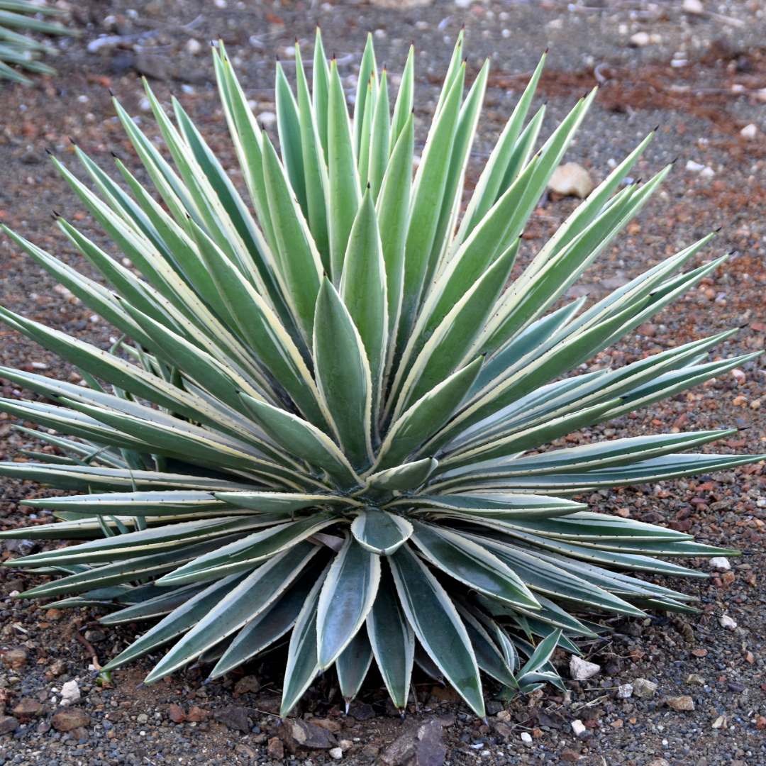 Plants that Look Like Aloe Vera - Discover Similar Alternatives