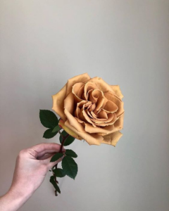 Coffee Flowers: Everything You Need to Know About